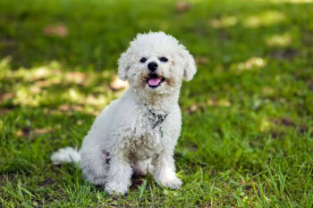 4 Beautiful Bichon Frise Colors: Variations Explained (with Pictures ...