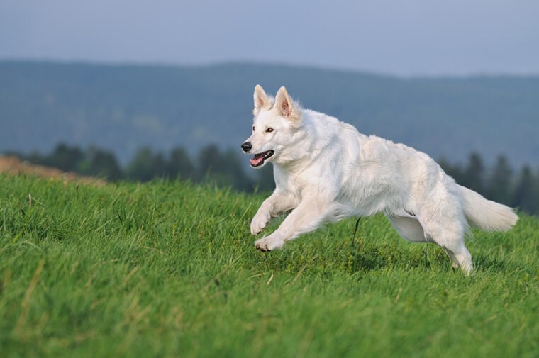 20 White Dog Breeds: Small, Big, Fluffy, & More (With Info & Pictures ...