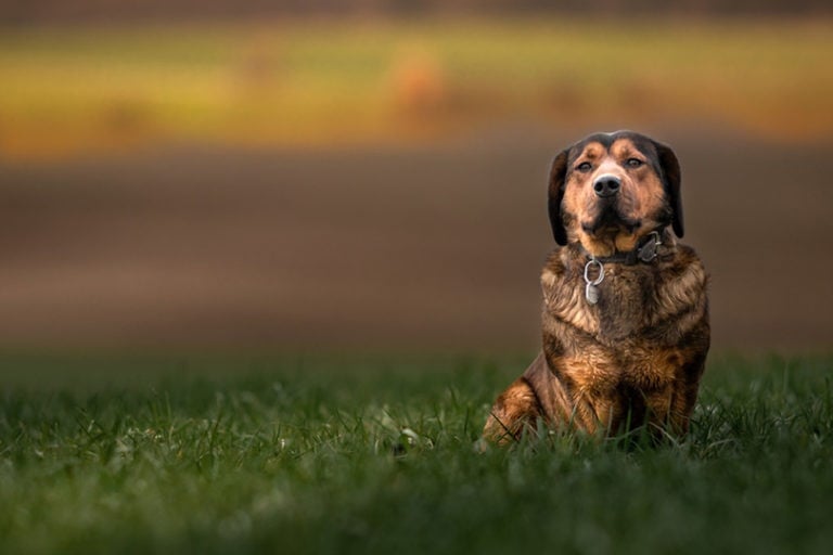 Alpine Dachsbracke Dog Breed: Info, Pictures, Personality & Facts ...