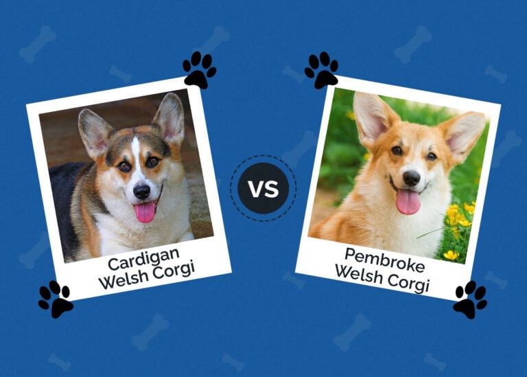9 Corgi Colors & Markings (With Pictures) | Hepper Pet Resources