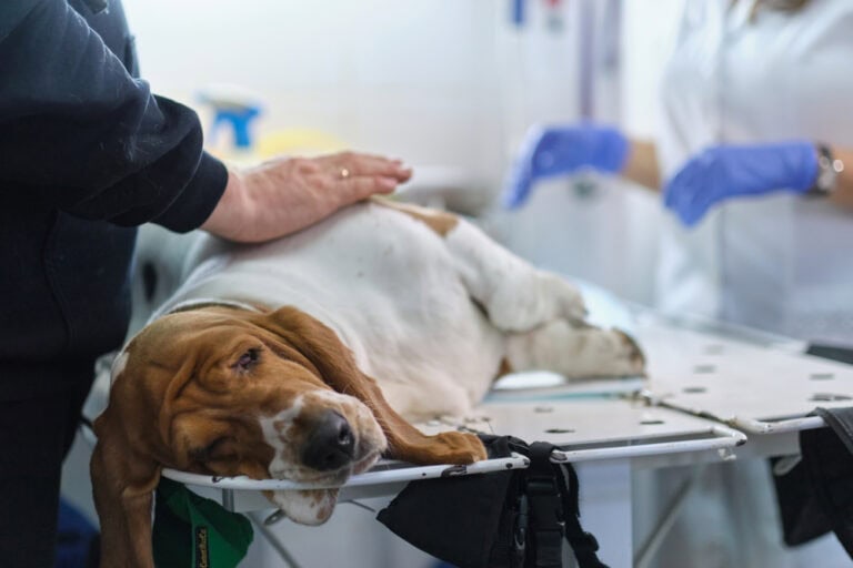 My Dog Ate a Tampon! Our Vet Explains What to Do | Hepper Pet Resources