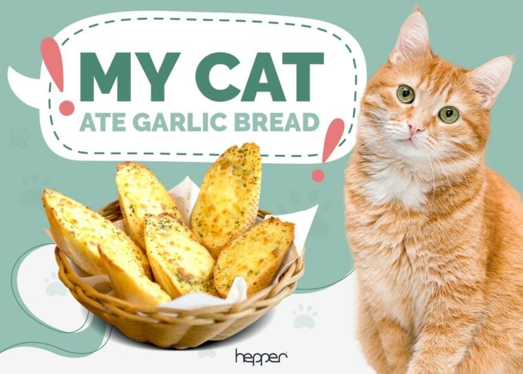 My Cat Ate Garlic Bread, What Should I Do? Our Vet Explains | Hepper ...