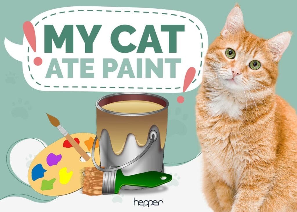 My Cat Ate Paint! Our Vet Explains What to Do | Hepper Pet Resources