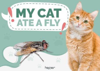 My Cat Ate a Fly, What Should I Do? Vet Approved Advice | Hepper Pet ...