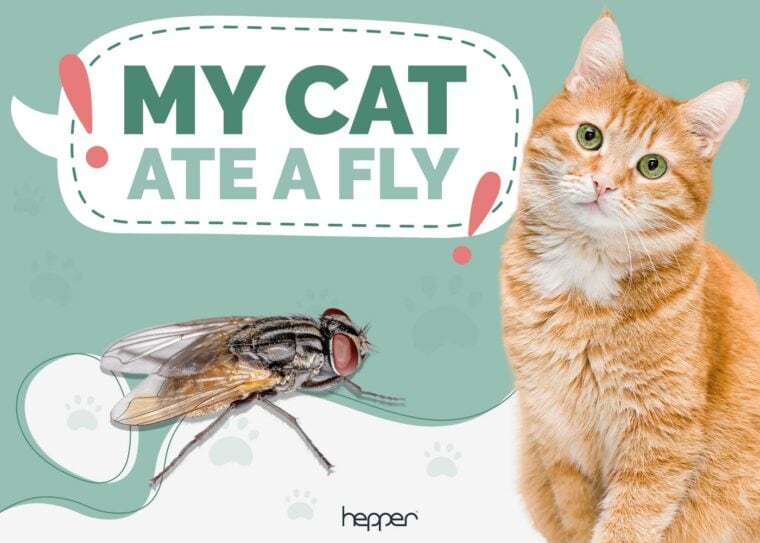 My Cat Ate a Fly, What Should I Do? Vet Approved Advice | Hepper Pet ...