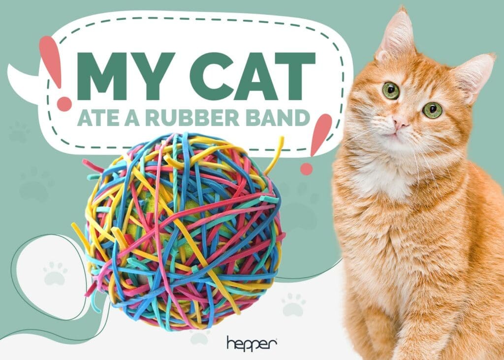 My Cat Ate a Rubber Band: What Should I Do? (Vet Answer) | Hepper Pet ...
