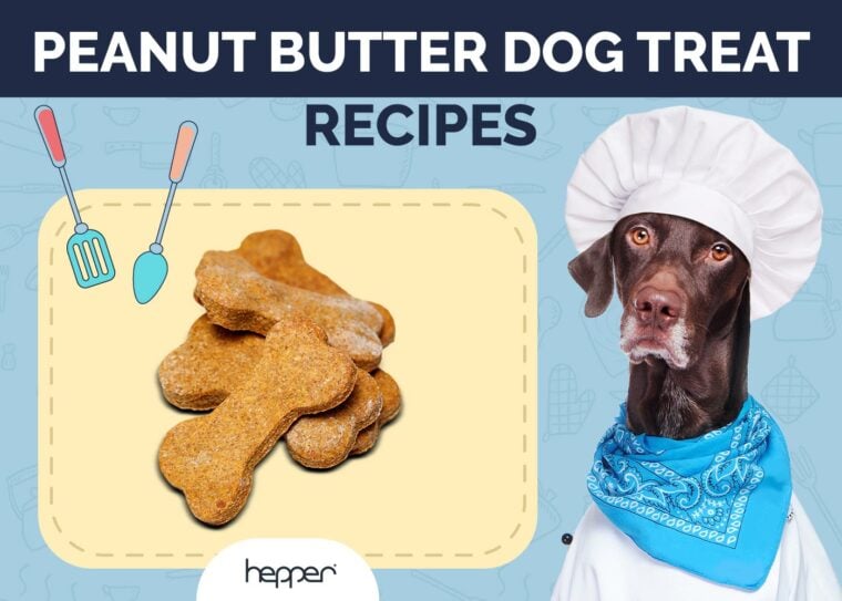 6 Vet-Approved Peanut Butter Dog Treat Recipes (Homemade) | Hepper Pet ...