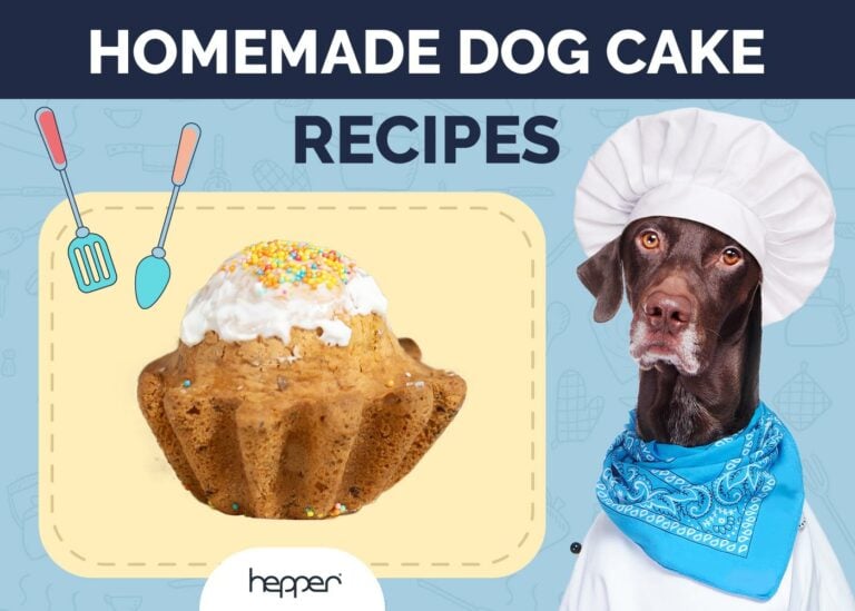 9 Homemade Dog Cake Recipes (Vet-Approved) | Hepper Pet Resources