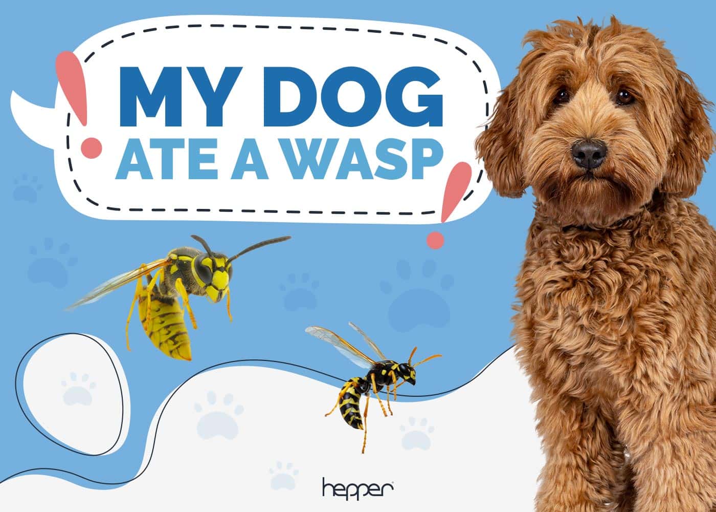 My Dog Ate a Wasp: Our Vet Explains What to Do | Hepper Pet Resources