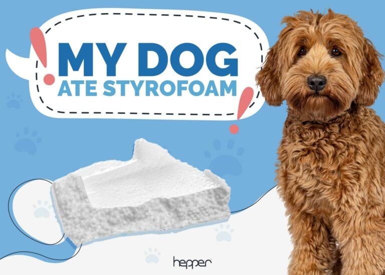 My Dog Ate a Tampon! Our Vet Explains What to Do | Hepper Pet Resources