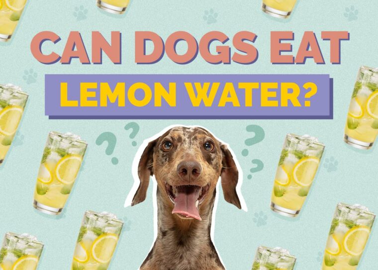 Can Dogs Eat Lemons? What You Need to Know! | Hepper Pet Resources
