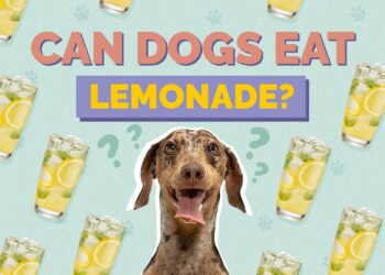 Can Dogs Drink Lemonade? Vet-Reviewed Safety Facts & FAQ | Hepper Pet ...