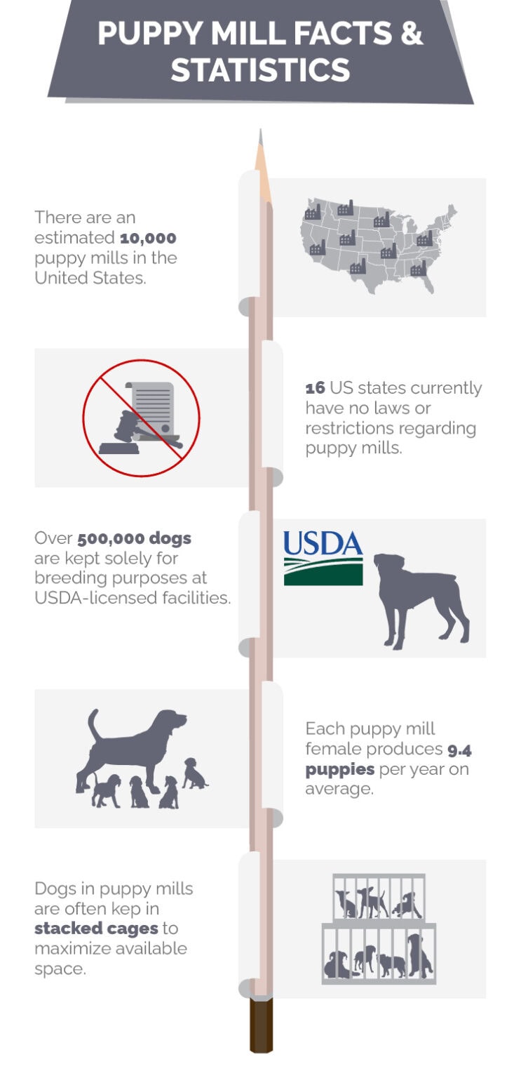15 Shocking Puppy Mill Facts & Statistics to Know in 2026 | Hepper Pet ...