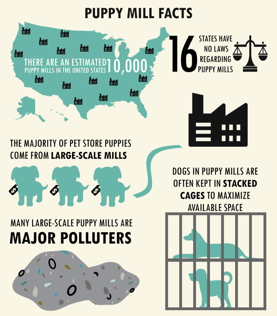 15 Shocking Puppy Mill Facts & Statistics to Know in 2026 | Hepper Pet ...