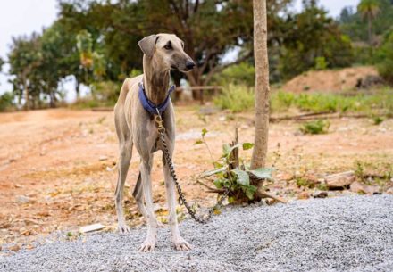 11 Indian Dog Breeds (With Info & Pictures) | Hepper Pet Resources