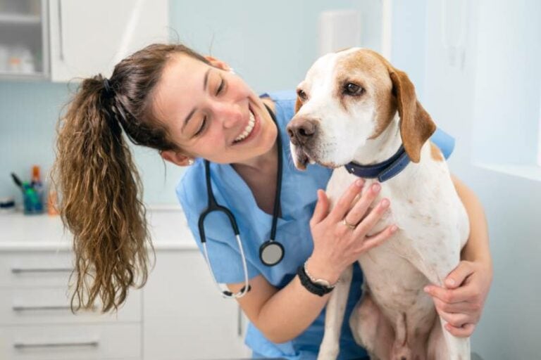 How to Determine a Dog's Body Condition Score: Vet-Reviewed Health ...