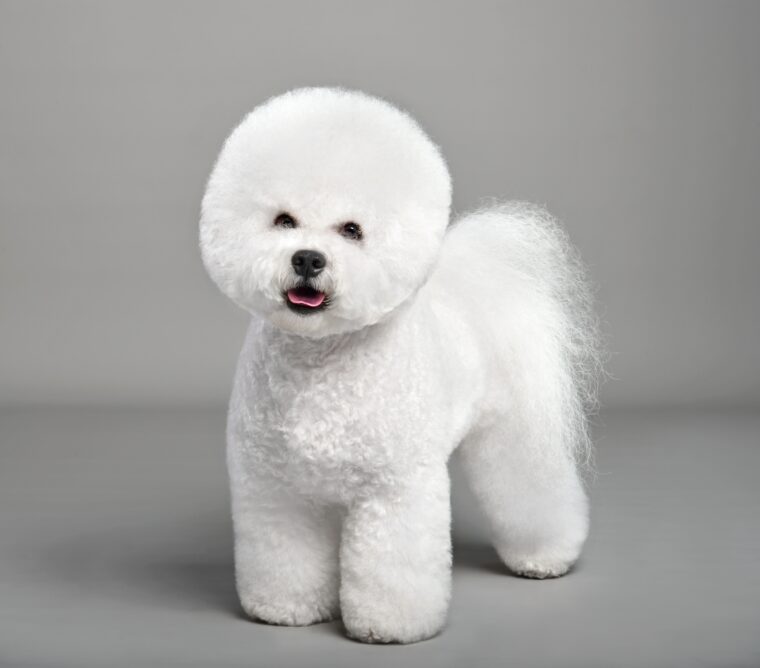 20 White Dog Breeds: Small, Big, Fluffy, & More (With Info & Pictures ...