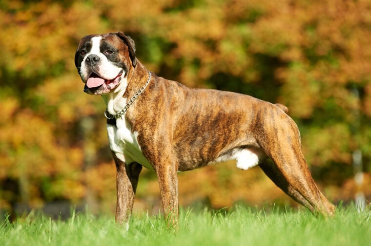 10 Great Dog Breeds for People With PTSD (With Info & Pictures ...