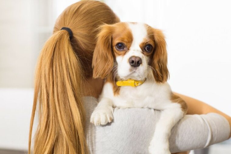 20 Most Affectionate Dog Breeds That Love to Cuddle (With Info ...
