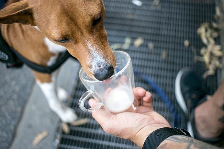 Can Dogs Drink Milk? Vet-Approved Risks, Facts, & Safety Guide | Hepper ...