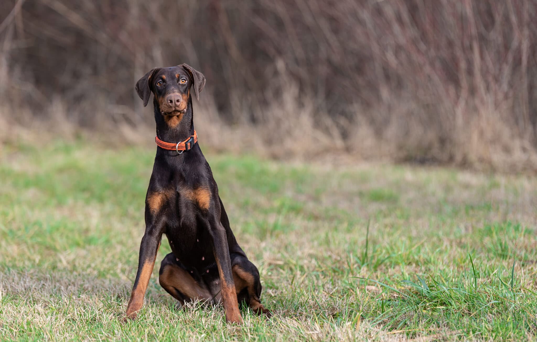 38 Working Dog Breeds: An Overview (With Info & Pictures) | Hepper Pet ...