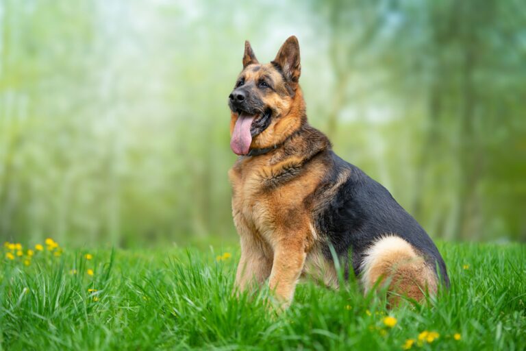 Western vs Eastern German Shepherd: Main Differences (With Pictures ...