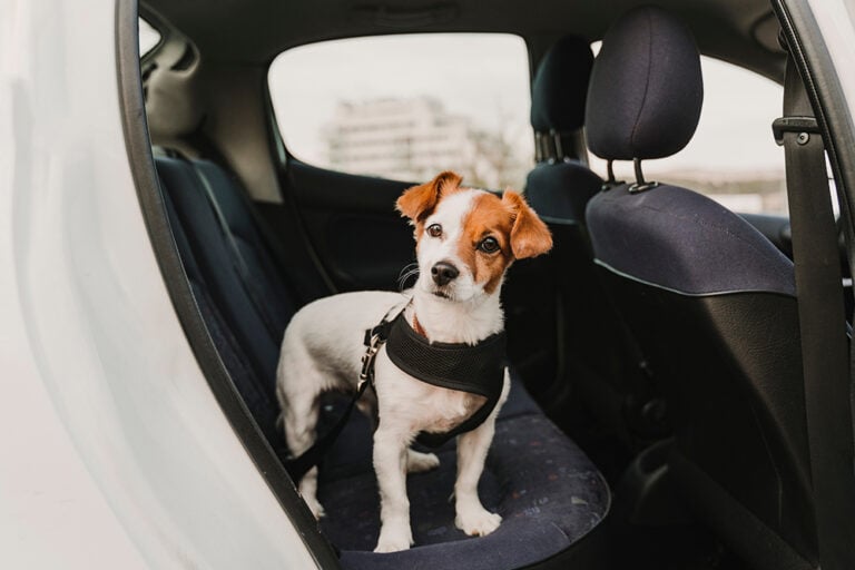 13 Essentials for Road Tripping With a Dog (2026 Update) | Hepper Pet ...