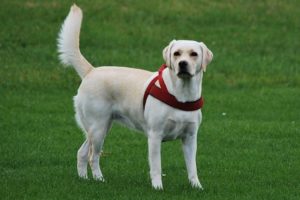 White Labrador Retriever: Info, Pictures, Traits & Facts | Hepper Pet ...