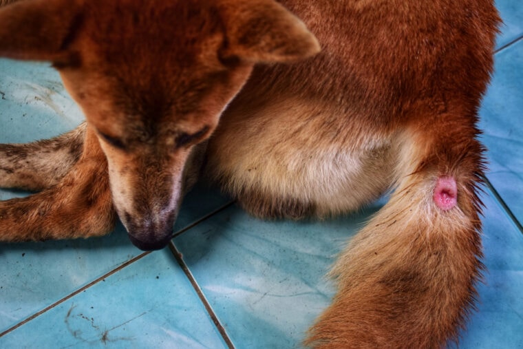 Why Is My Dog Biting Their Tail? 6 Vet-Reviewed Reasons and Remedies to ...