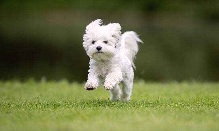 20 White Dog Breeds: Small, Big, Fluffy, & More (With Info & Pictures ...