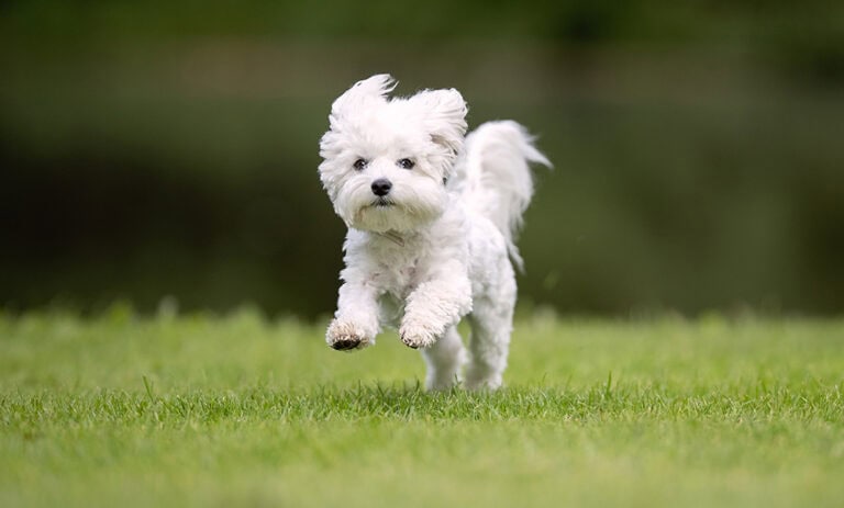 20 White Dog Breeds: Small, Big, Fluffy, & More (With Info & Pictures ...
