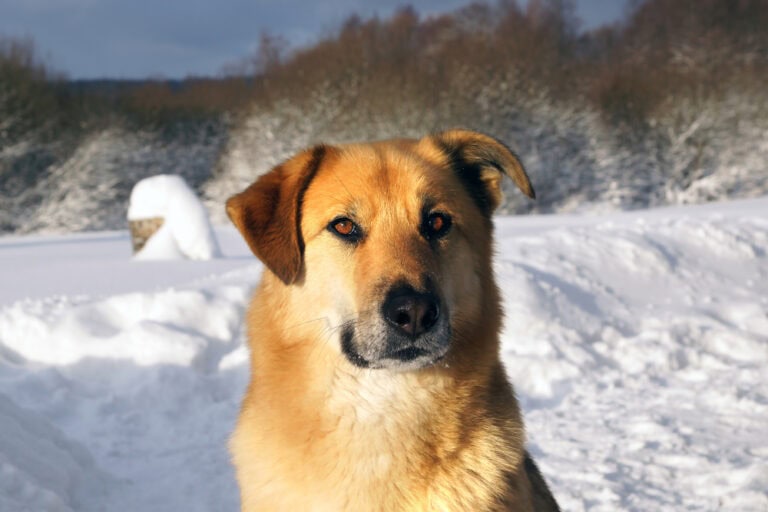 12 Sled Dog Breeds: A Complete Guide (With Info & Pictures) | Hepper ...