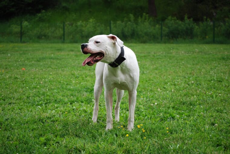 38 Working Dog Breeds: An Overview (With Info & Pictures) | Hepper Pet ...