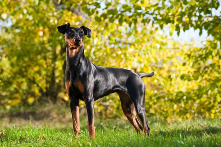 17 Short-Haired Dog Breeds (with Info & Pictures) | Hepper Pet Resources