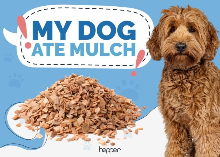 My Dog Ate Mulch, What Should I Do? Vet Approved Facts & FAQ | Hepper ...