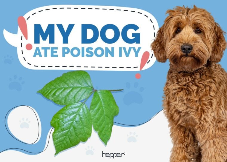 My Dog Ate Poison Ivy: Here's What to Do (Vet Answer) | Hepper Pet ...