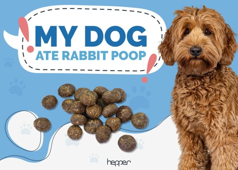 My Dog Ate Rabbit Poop: Here’s What to Do (Vet-Reviewed Guide) | Hepper ...