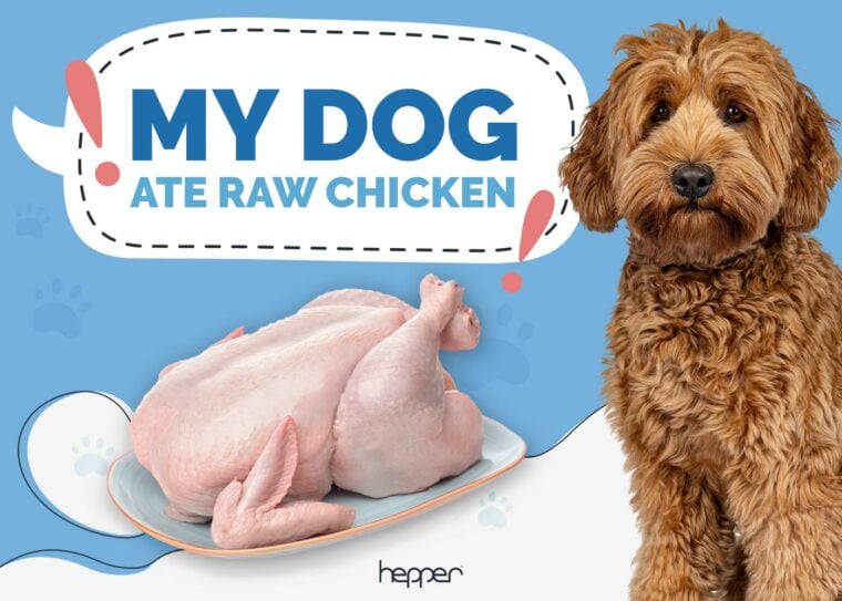 My Dog Ate Raw Chicken! Our Vet Explains What to Do | Hepper Pet Resources