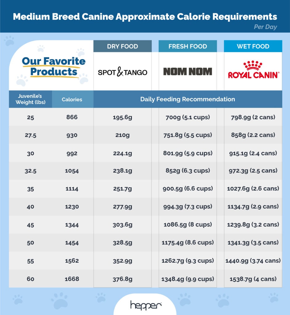 How Much Should You Feed a Pug? Feeding Chart & Health Tips | Hepper ...