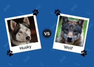 Husky vs. Wolf: What's the Difference? Are They Related? | Hepper Pet ...
