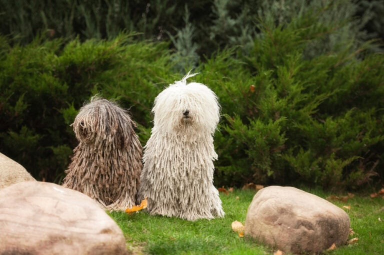 4 Dog Breeds That Look Like Sheep & Lambs (With Info & Pictures) (With ...