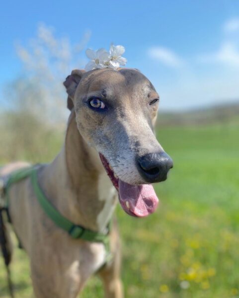 25 Italian Dog Breeds (With Info & Pictures) | Hepper Pet Resources