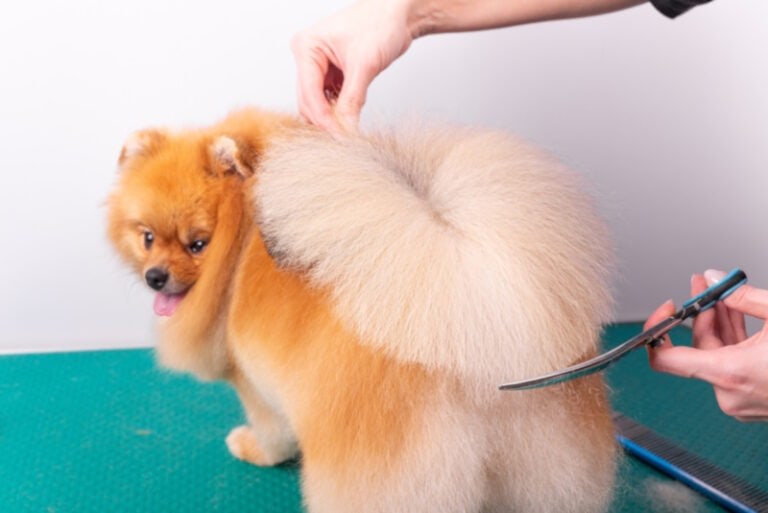 34 Kinds of Dogs With Fluffy Tails (With Info & Pictures) | Hepper Pet ...