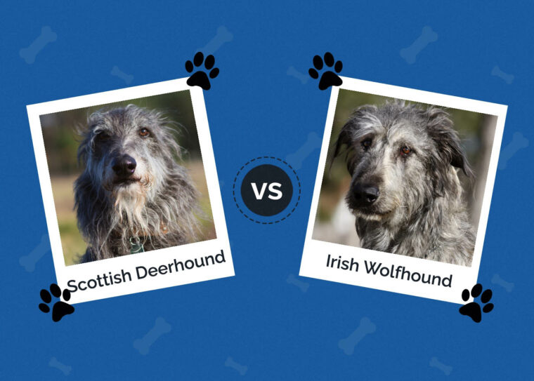 Irish Wolfhound Dog Breed Info: Pictures, Personality & Facts | Hepper ...