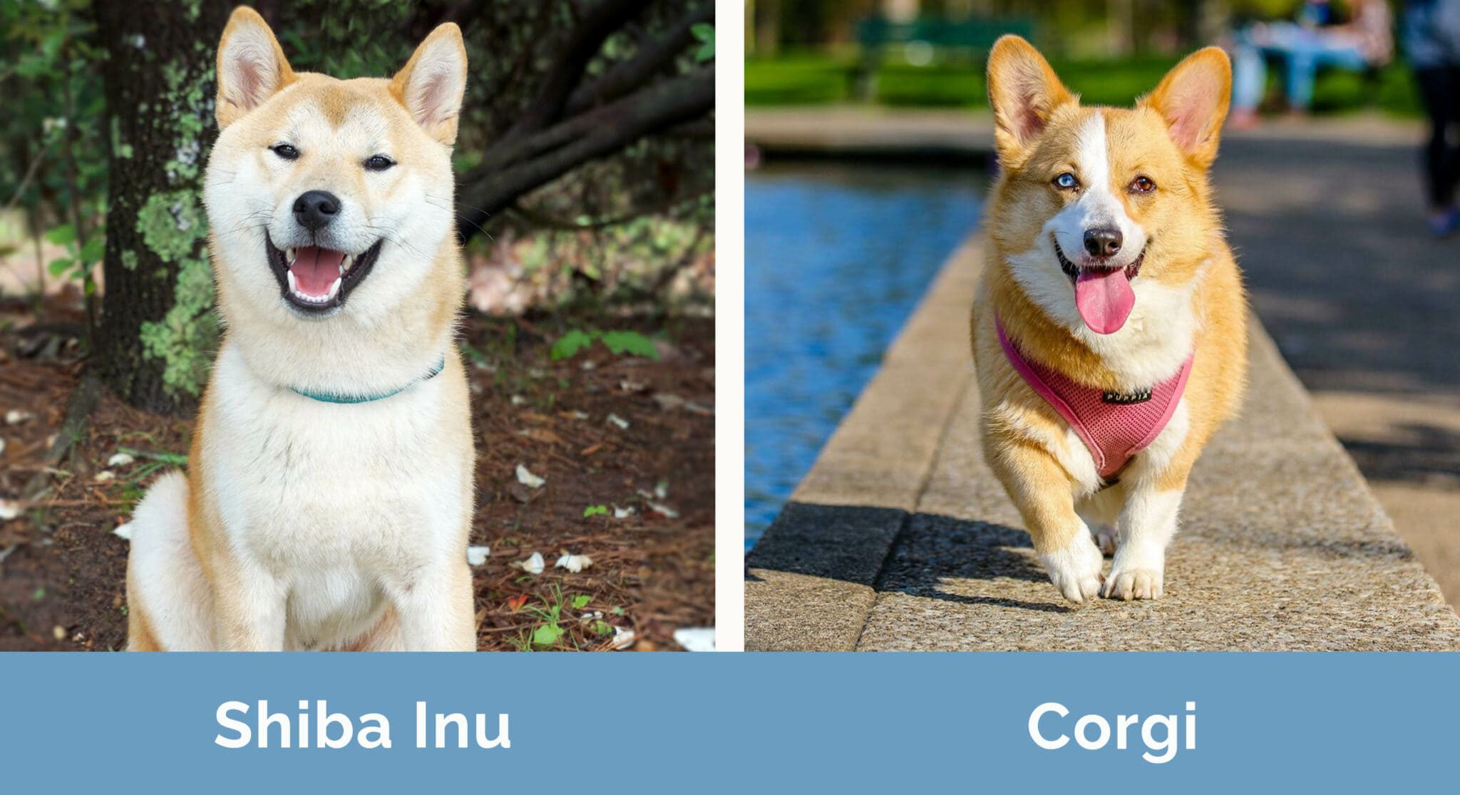 Shiba Inu vs. Corgi: Which Breed Is Right for You? (With Pictures ...