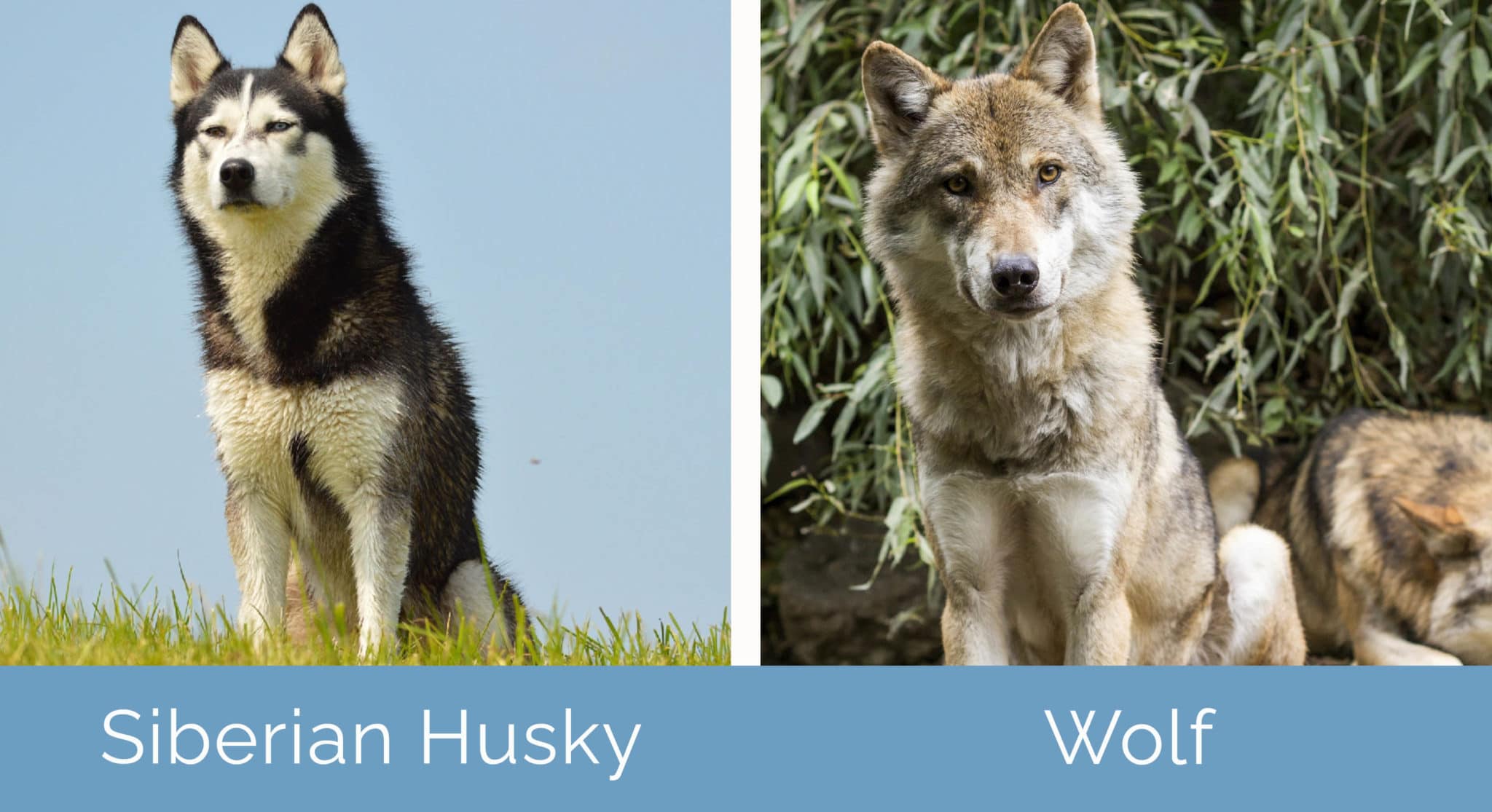 Husky vs. Wolf: What's the Difference? Are They Related? | Hepper Pet Resources