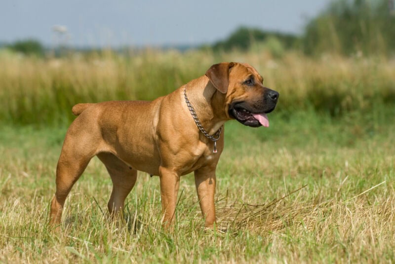 17 Short-Haired Dog Breeds (with Info & Pictures) | Hepper Pet Resources