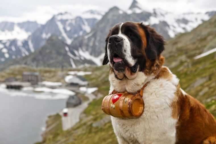 100+ St. Bernard Names: Ideas for Giant & Lovable Dogs | Hepper Pet ...