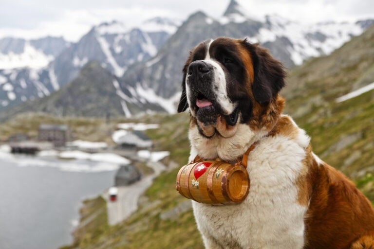100+ St. Bernard Names: Ideas for Giant & Lovable Dogs | Hepper Pet ...
