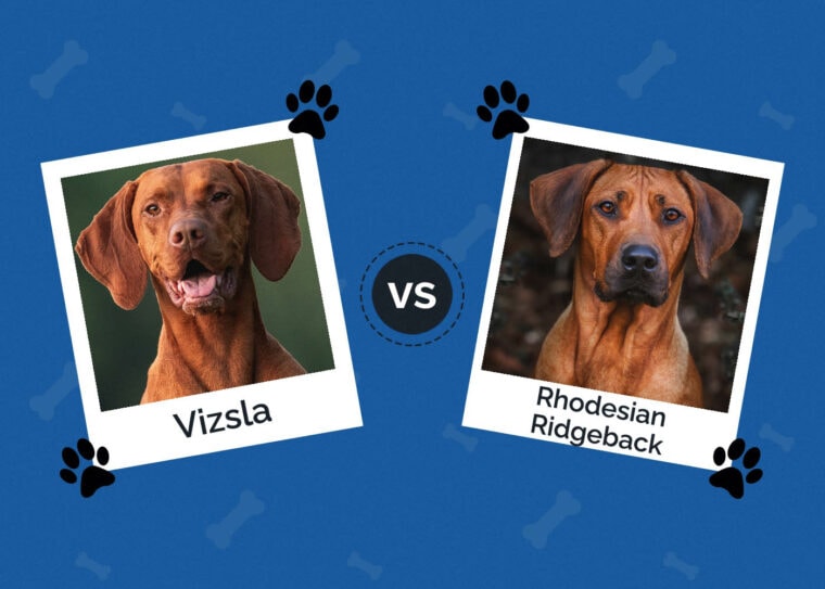 5 Most Common Vet-Reviewed Rhodesian Ridgeback Health Issues | Hepper ...